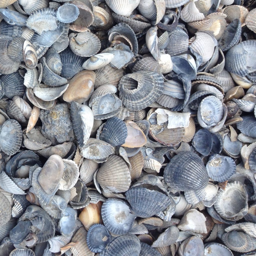 Schelpen Kopen Online