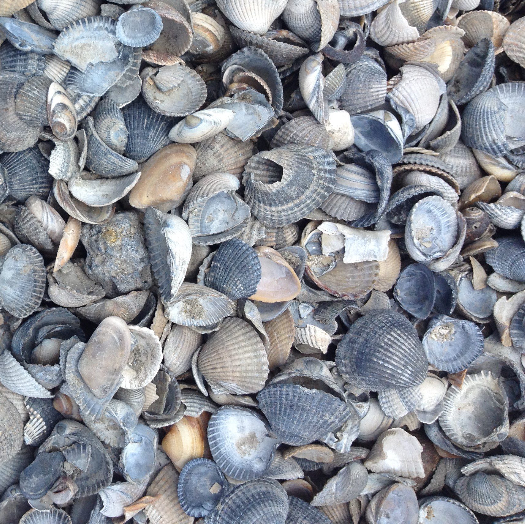 Schelpen Kopen Online