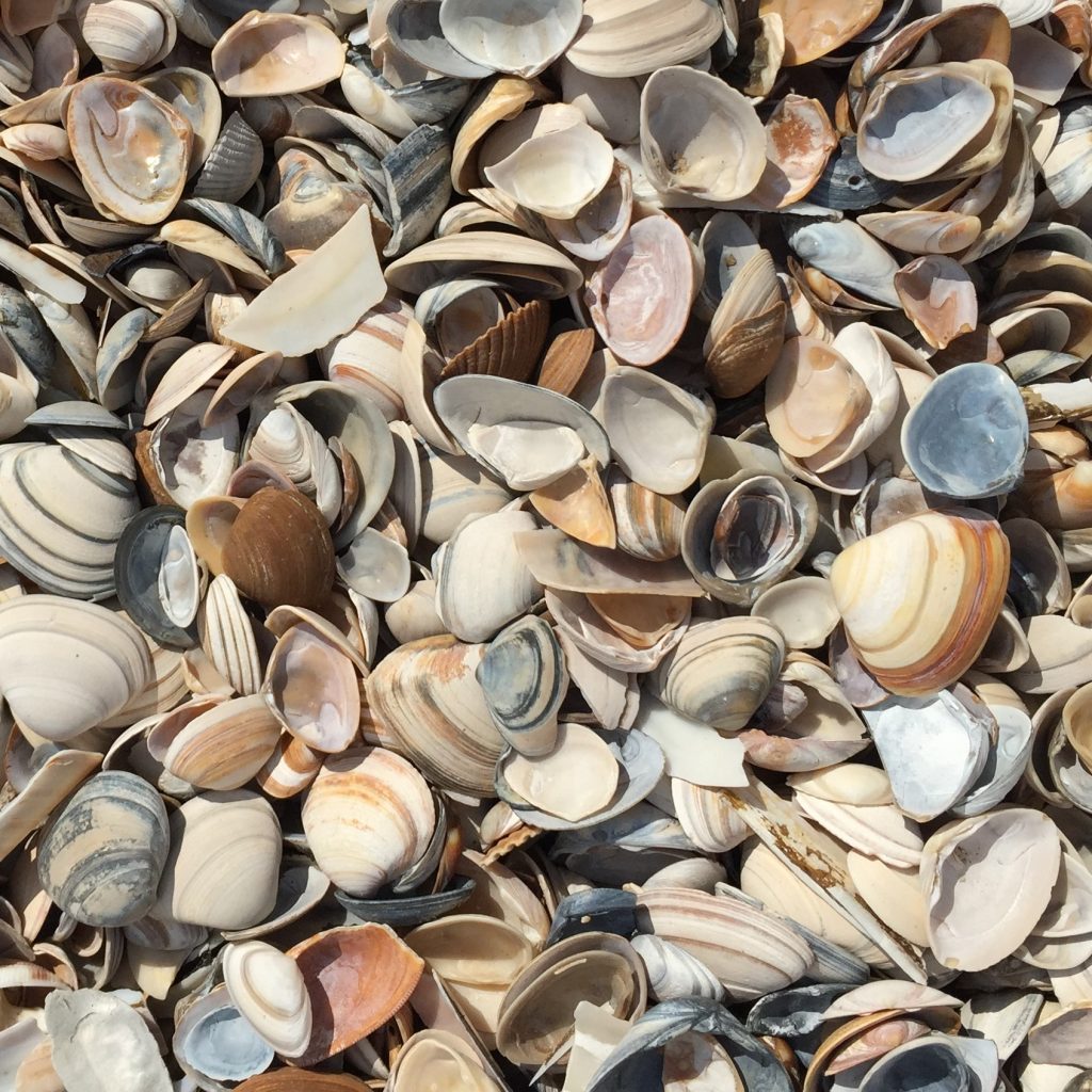 Schelpen Kopen Online